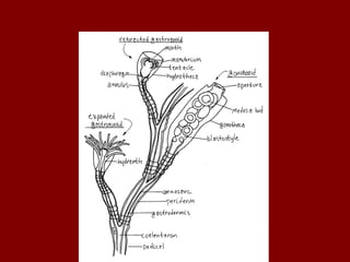 Class hydrozoa and anthozoa | PPT