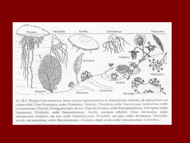 Class hydrozoa and anthozoa | PPT | Fish and Aquariums | Pets