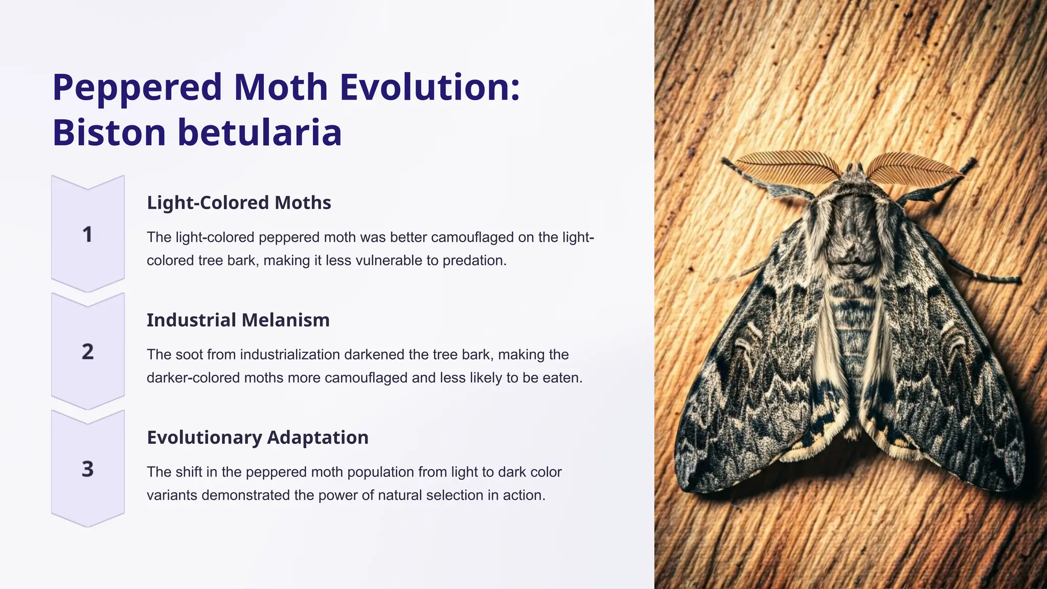 Classic-Experiments-on-the-Evolution-of-Life.pptx