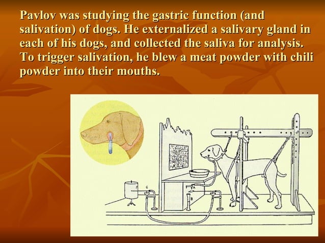 Classical and Operant Conditioning | PPT