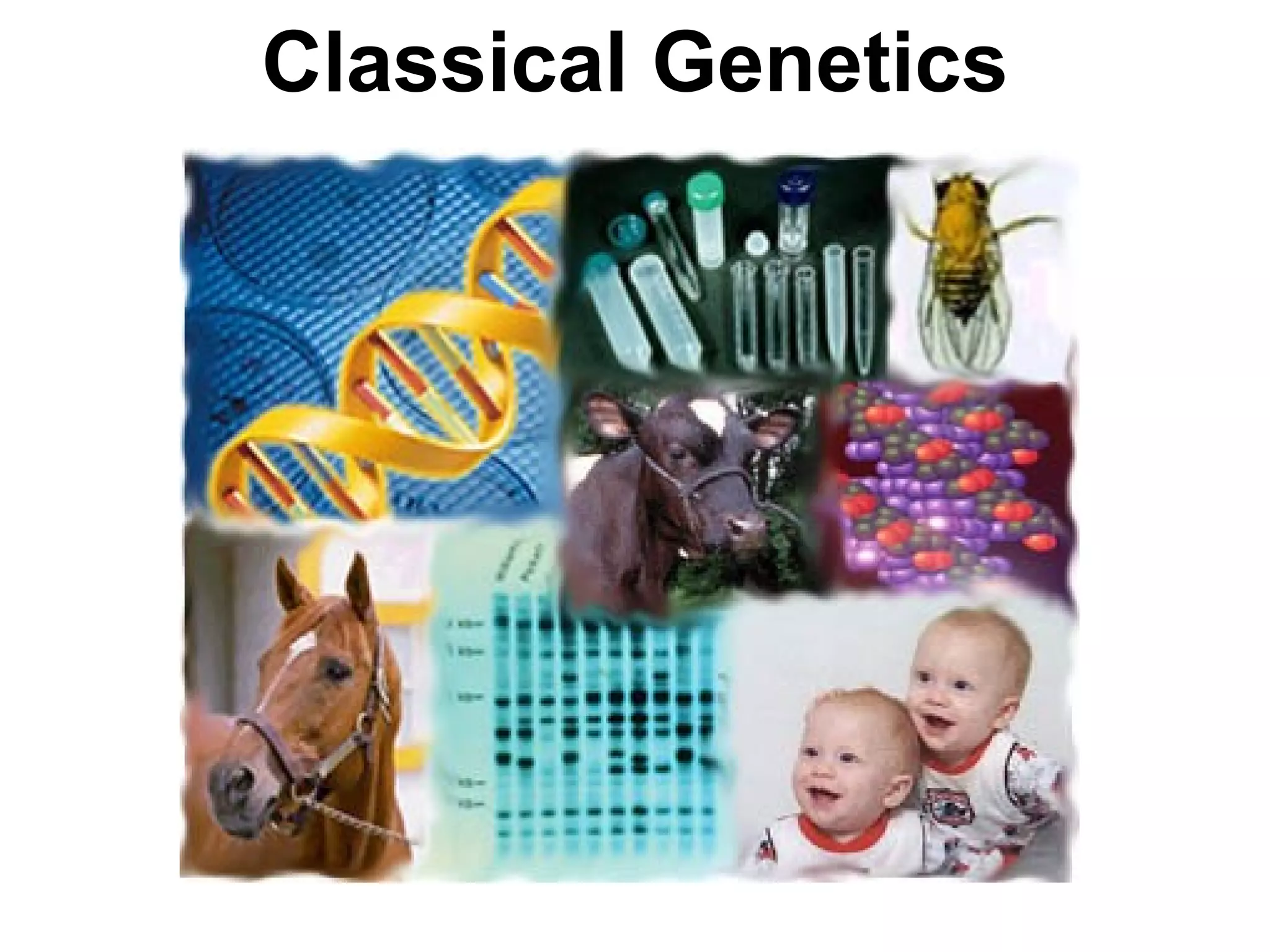 Classical Genetics | PPT