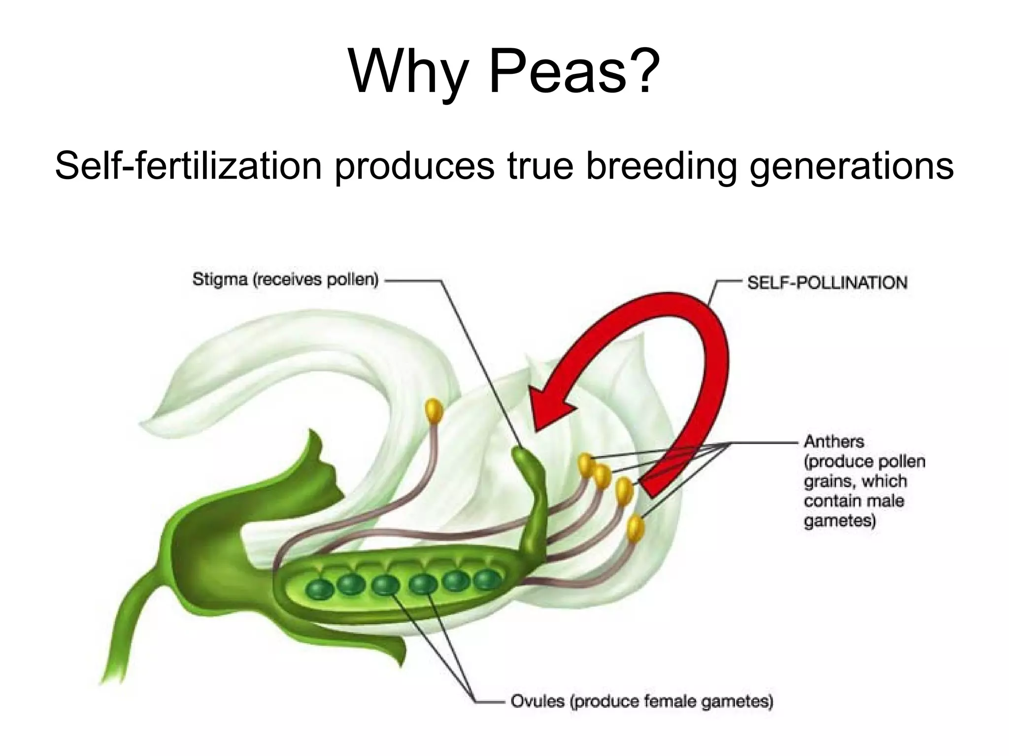 Classical Genetics | PPT