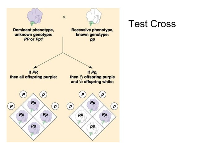 Classical Genetics | PPT