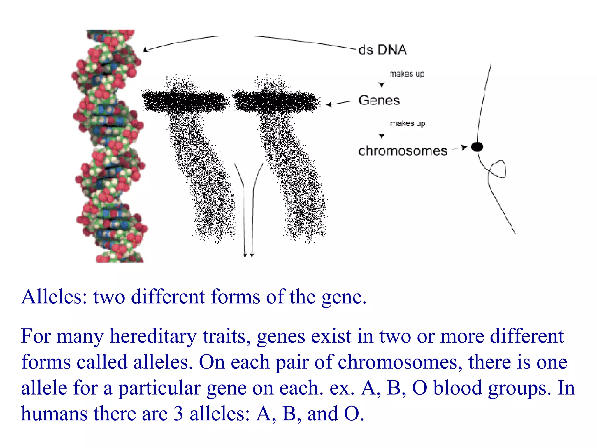 Classical and modern genetics | PPT