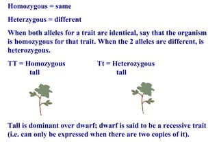 Classical and modern genetics | PPT