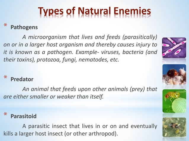 Classical biological control | PPTX | Agriculture | Industries