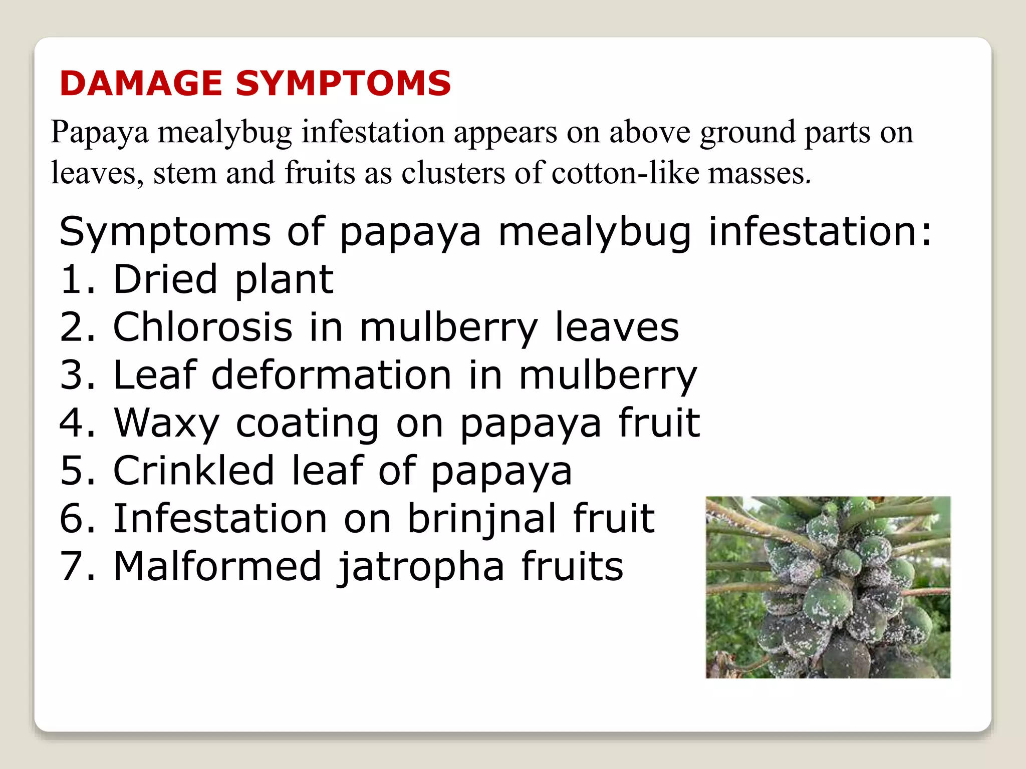 Classical biological control on papaya mealy bug | PPTX