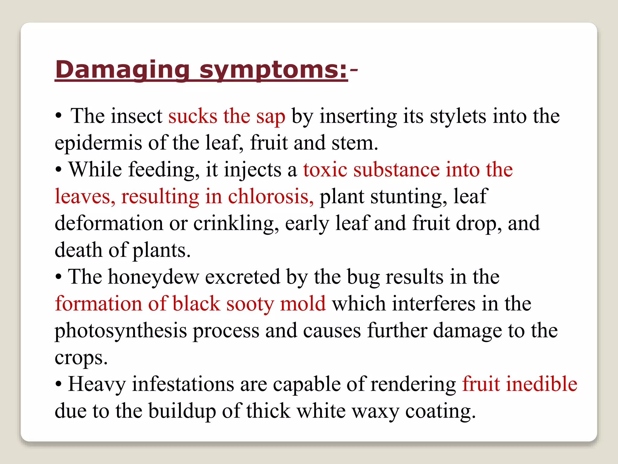 Classical biological control on papaya mealy bug | PPTX