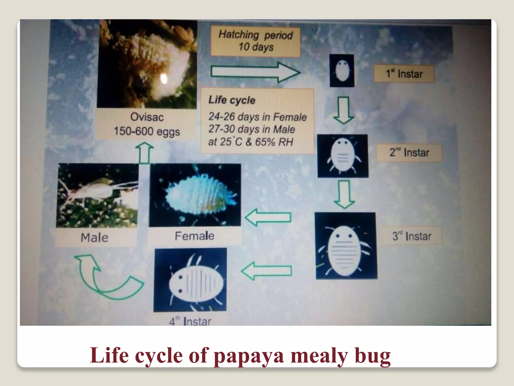 Classical biological control on papaya mealy bug | PPTX