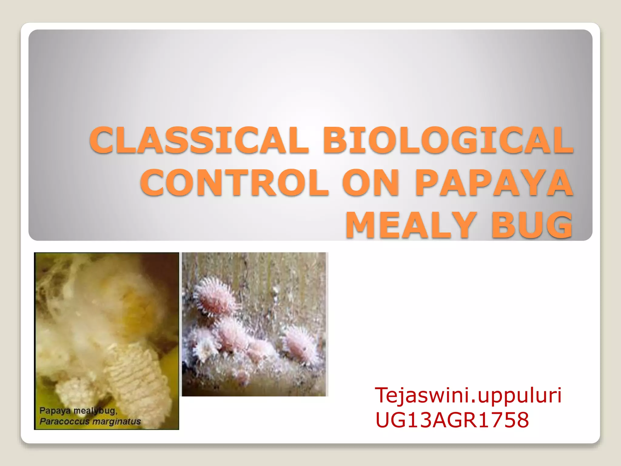 Classical biological control on papaya mealy bug | PPTX