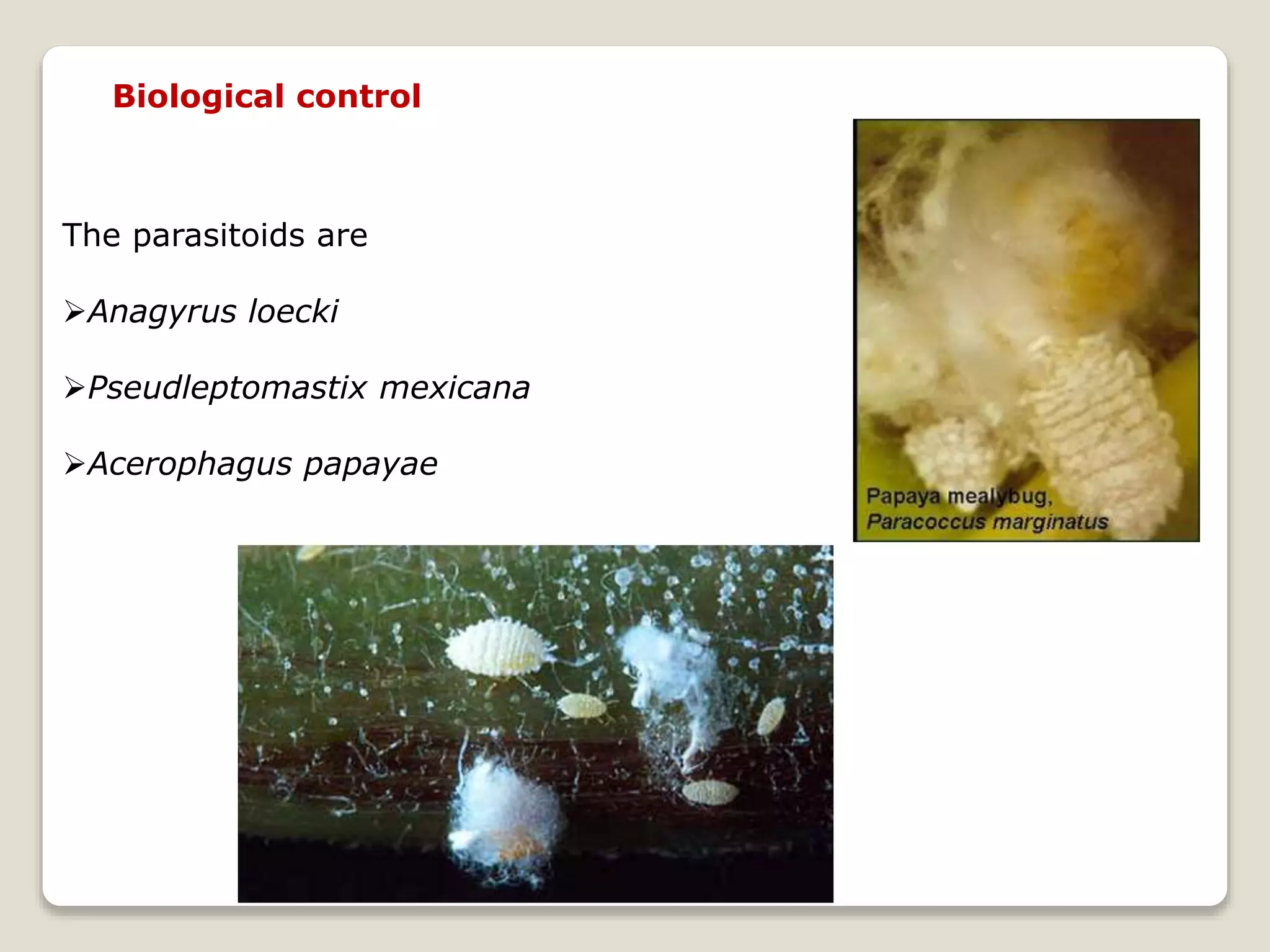 Classical biological control on papaya mealy bug | PPTX
