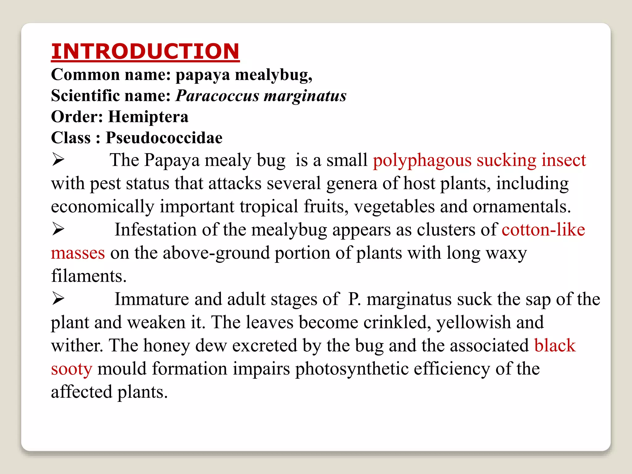 Classical biological control on papaya mealy bug | PPTX