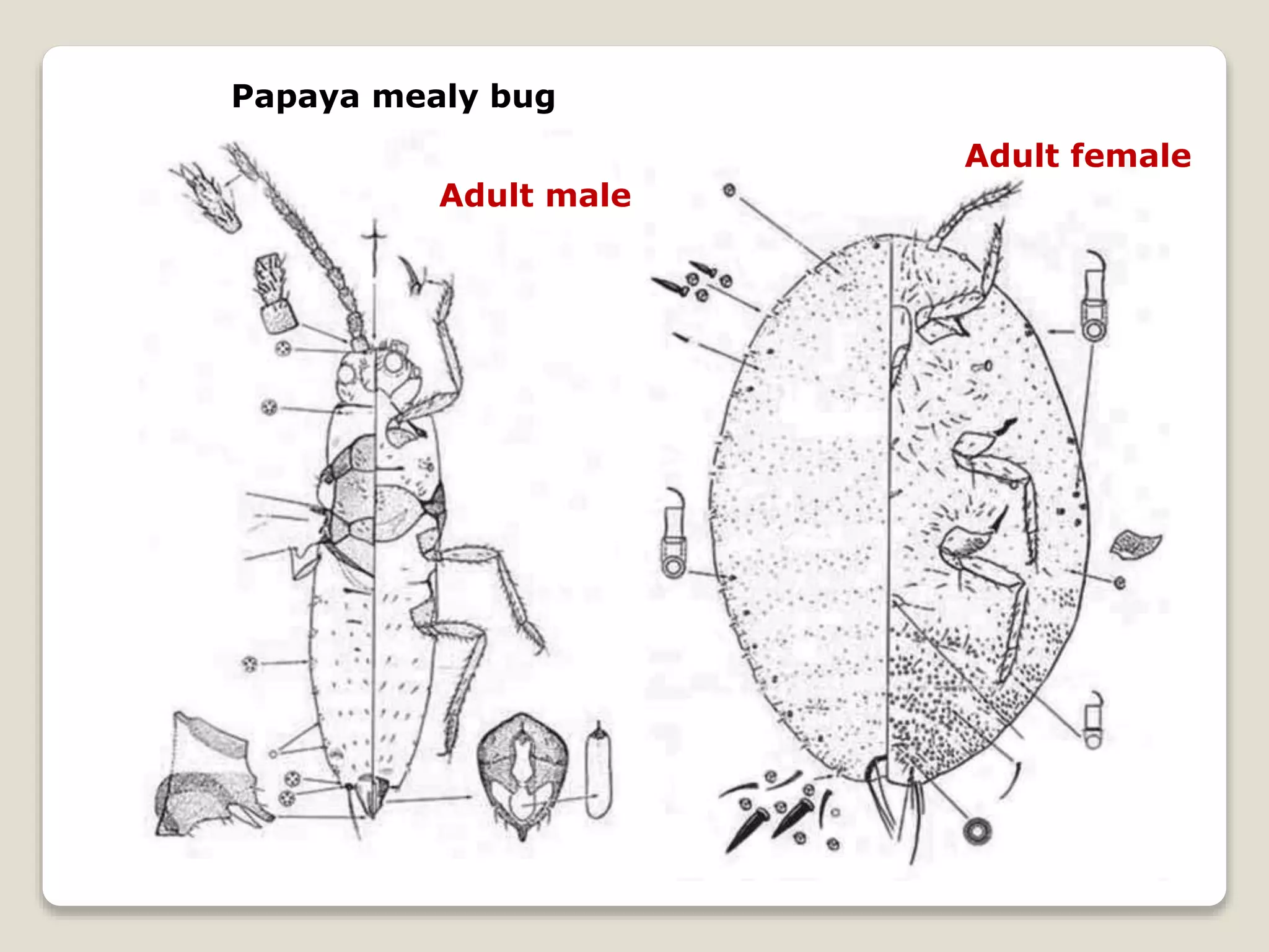 Classical biological control on papaya mealy bug | PPTX