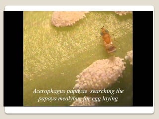 Classical biological control on papaya mealy bug | PPTX