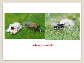 Classical biological control on papaya mealy bug | PPTX