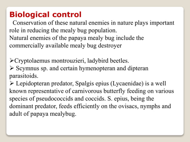 Classical biological control on papaya mealy bug | PPTX | Beekeeping ...