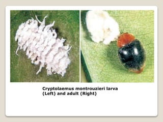 Classical biological control on papaya mealy bug | PPTX