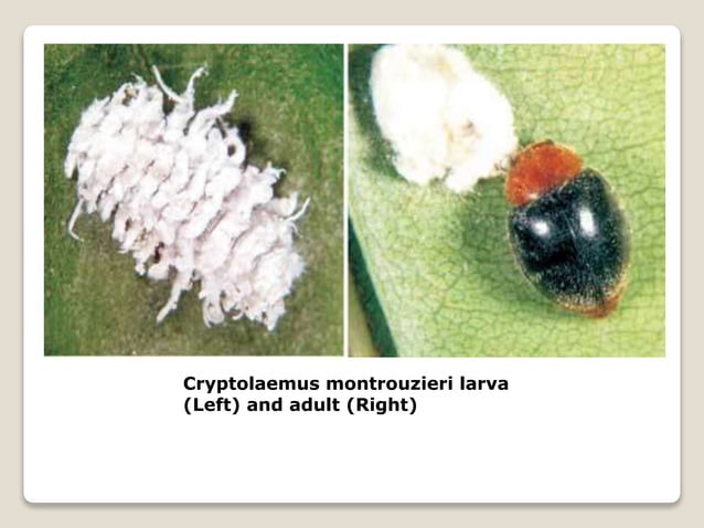 Classical biological control on papaya mealy bug | PPTX | Beekeeping ...