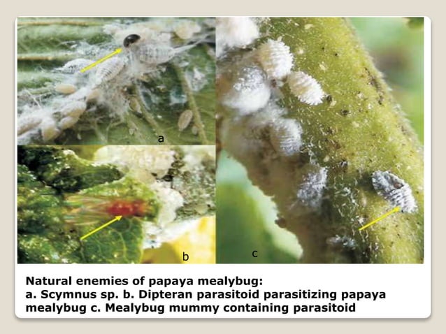 Classical biological control on papaya mealy bug | PPTX | Beekeeping ...
