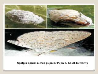 Classical biological control on papaya mealy bug | PPTX