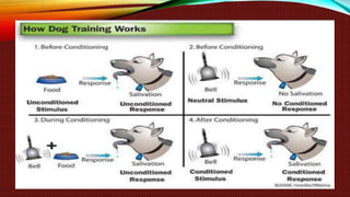 classical conditioning and operant conditioning | PPTX