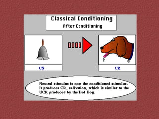 Classical Conditioning | PPT
