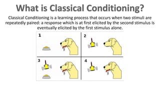 Ronny's Classical Conditioning Project | PPTX