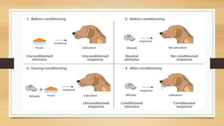 Classical conditioning | PPTX