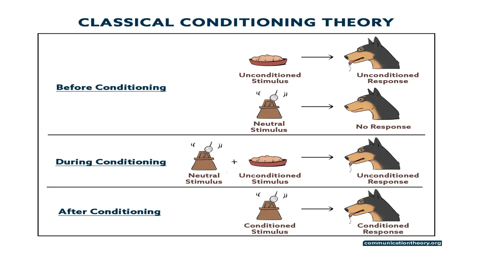 Classical conditioning b.ed notes by pavlov pptx(1).pptx