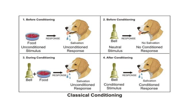 Classical conditioning b.ed notes by pavlov pptx(1).pptx