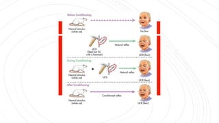 Classical conditioning little Albert's experiment | PPTX