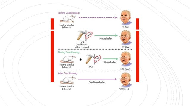 Classical conditioning little Albert's experiment | PPTX