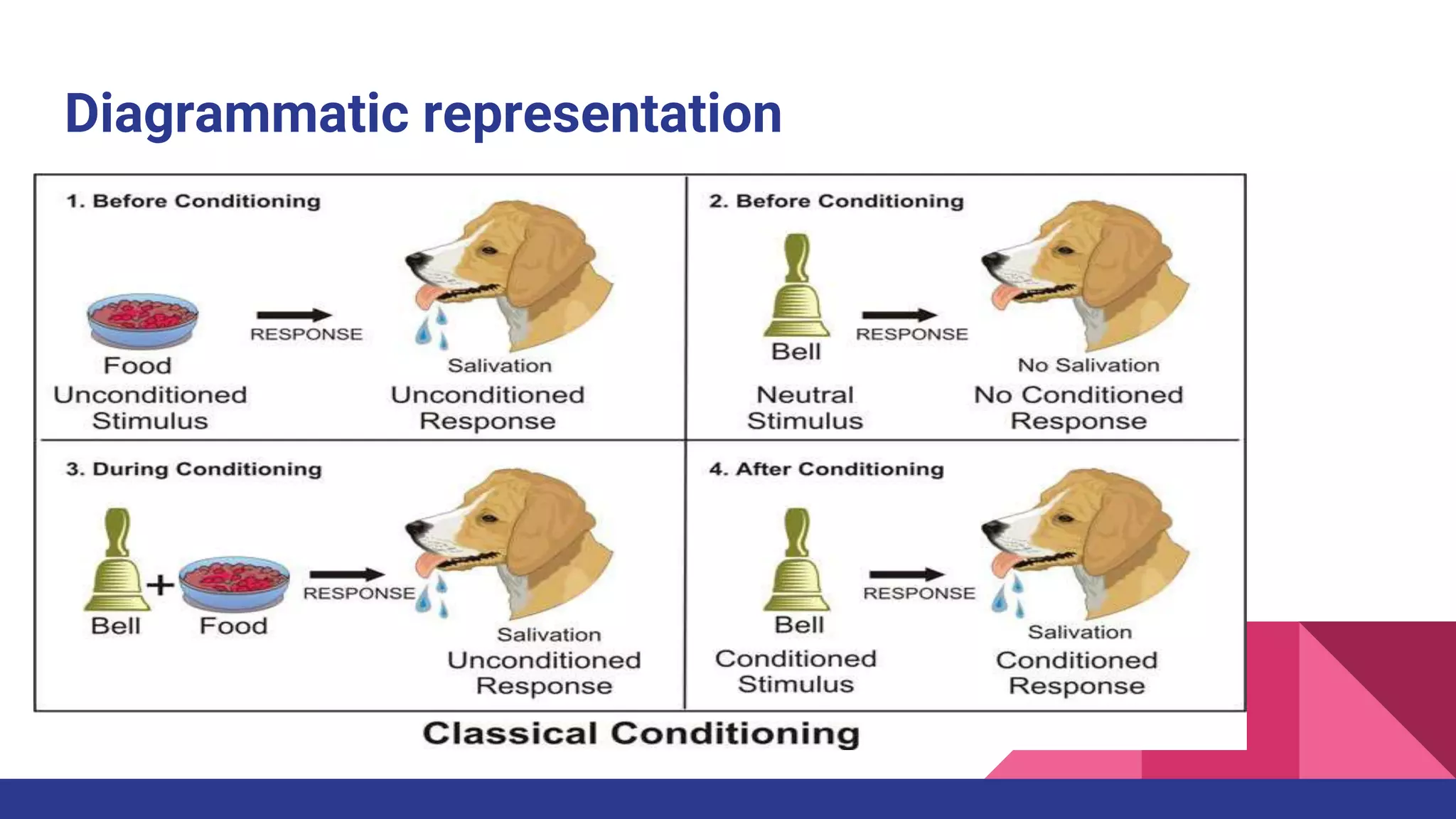 CLASSICAL CONDITIONING THEORY.pptx