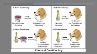Classical conditioning theory | PPTX