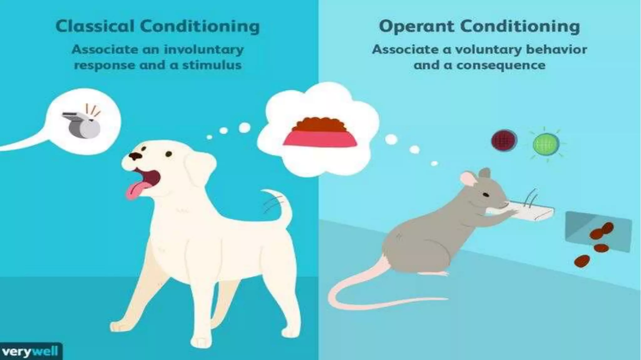 Classical conditioning vs operant conditioning (2) | PPTX