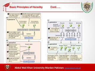 Classical Genetics lecture 2.pptx