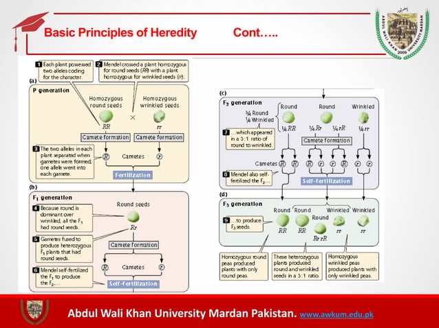Classical Genetics lecture 2.pptx