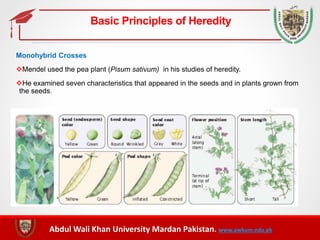 Classical Genetics lecture 2.pptx
