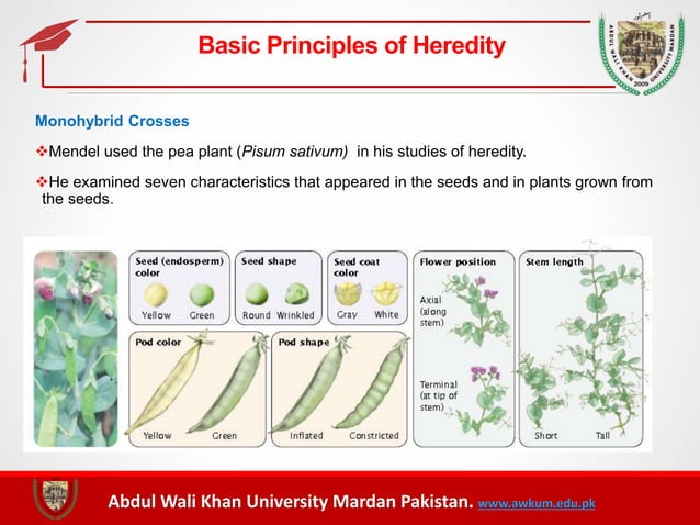 Classical Genetics lecture 2.pptx