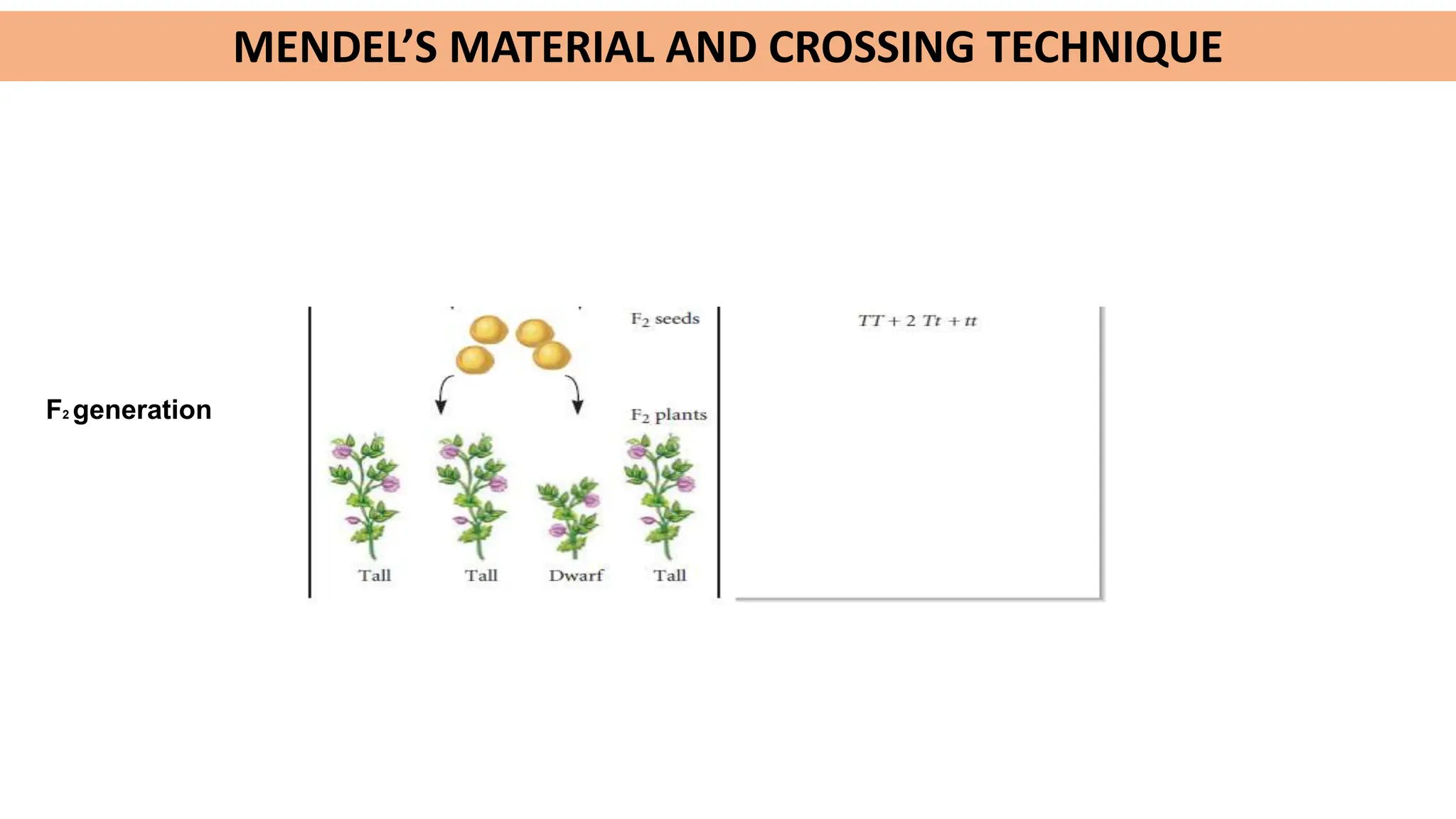 Classical (Mendelian) Genetics .ppt.pptx
