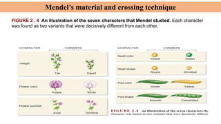 Classical (Mendelian) Genetics .ppt.pptx