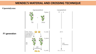 Classical (Mendelian) Genetics .ppt.pptx