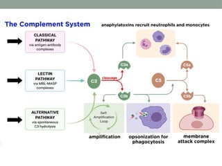 Classical complement activation Pathway.pptx