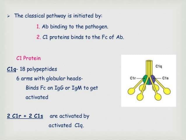 Classical pathway of complement | PPTX | Blood Disorders | Diseases and ...