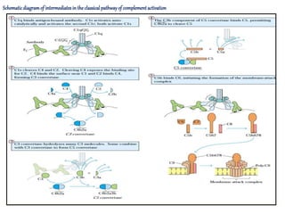 Classical pathway of complement | PPTX