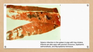 Classical swine fever | PPTX