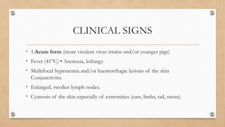 Classical swine fever | PPTX