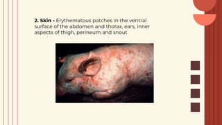Classical Swine Fever.pptx