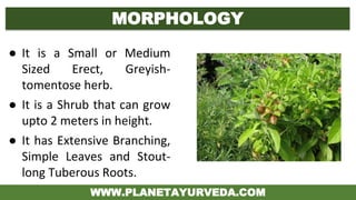 Classical Synonyms and Categorization of Ashwagandha in Ayurveda.pptx