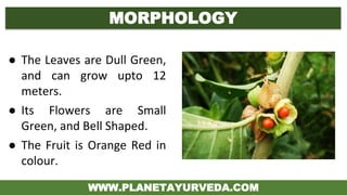 Classical Synonyms and Categorization of Ashwagandha in Ayurveda.pptx